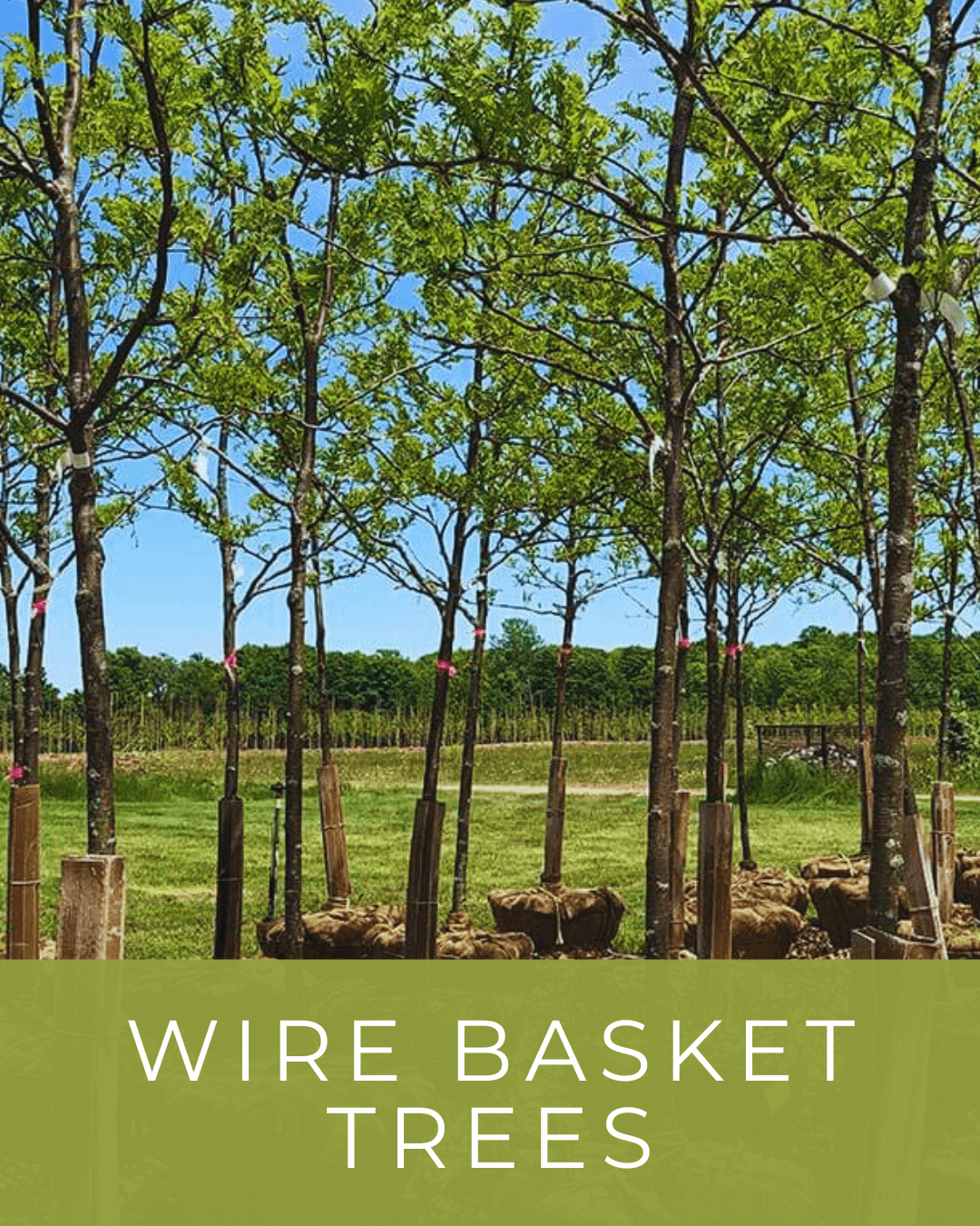 Tree Farm – Klomp's Landscaping